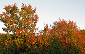 Caged kings, King cages – turnings :: daniel berlinger